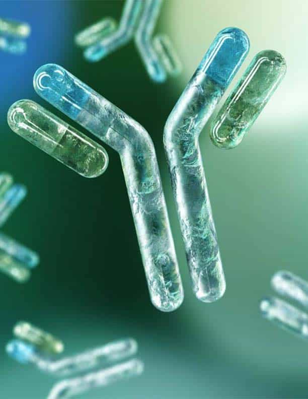 Non-Human Primate Antibodies | SouthernBiotech