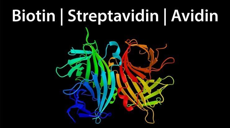 Streptavidin/Avidin-Biotin Interaction | SouthernBiotech
