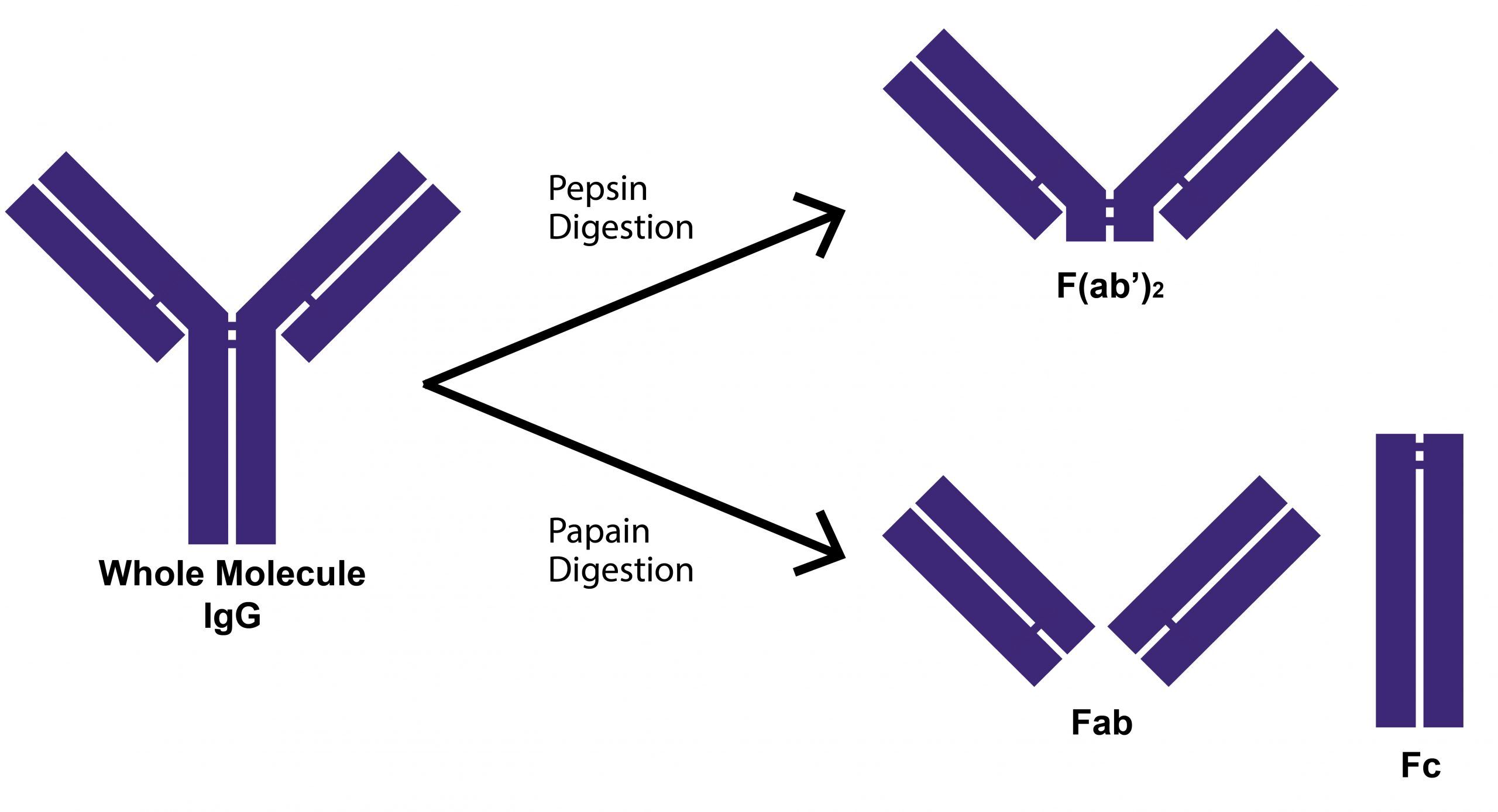 How to Choose a Secondary Antibody | SouthernBiotech