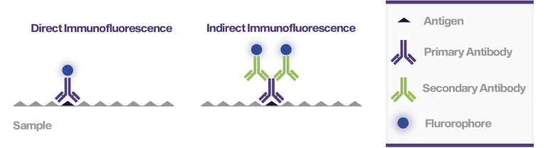 What is Immunofluorescence? | SouthernBiotech