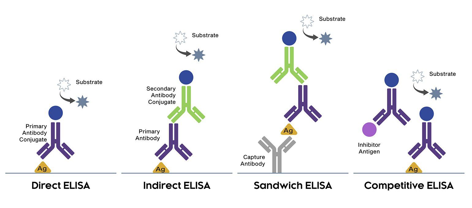 Introduction to ELISA - SouthernBiotech
