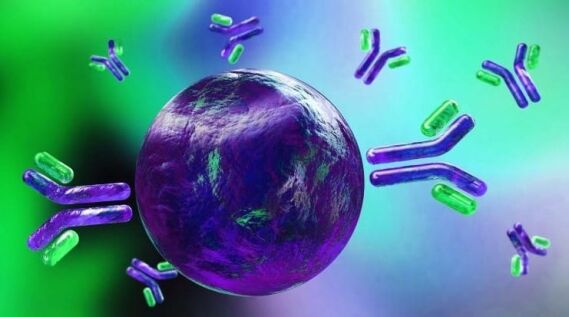 What is a Secondary Antibody? | SouthernBiotech